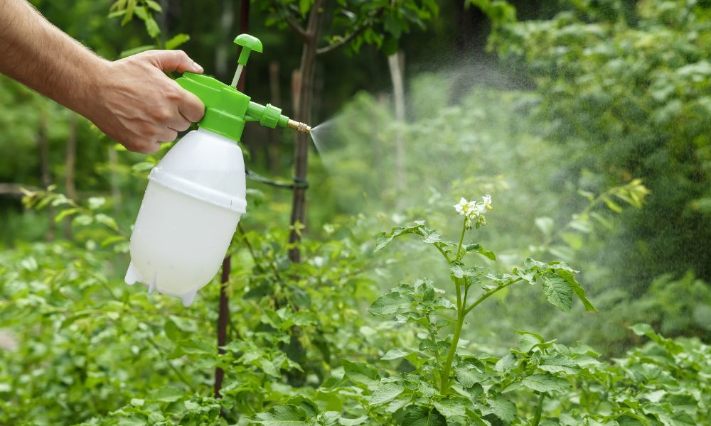 5 Tips for Keeping Pests out of Your Garden
